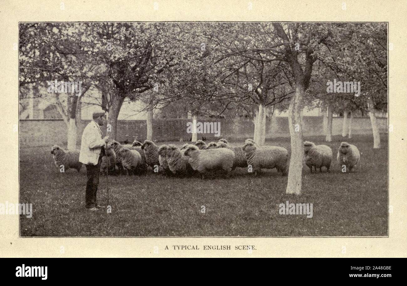 Fitting sheep hi-res stock photography and images - Alamy