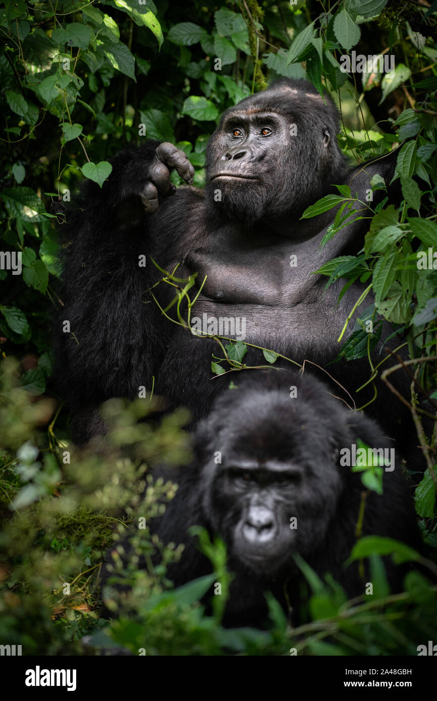 Dead gorilla hi-res stock photography and images - Alamy
