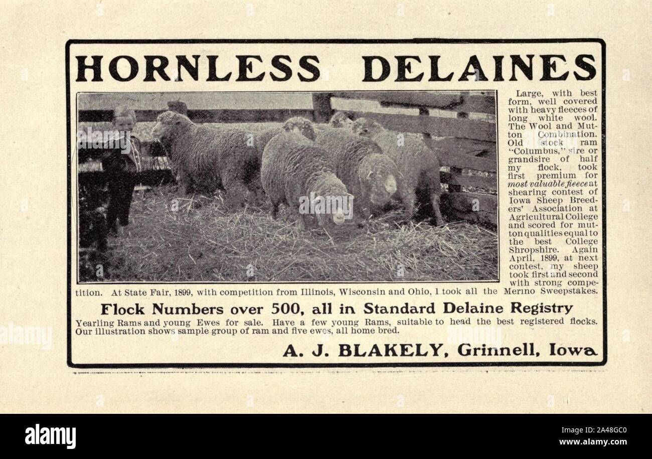 Fitting sheep for show ring and market Stock Photo - Alamy