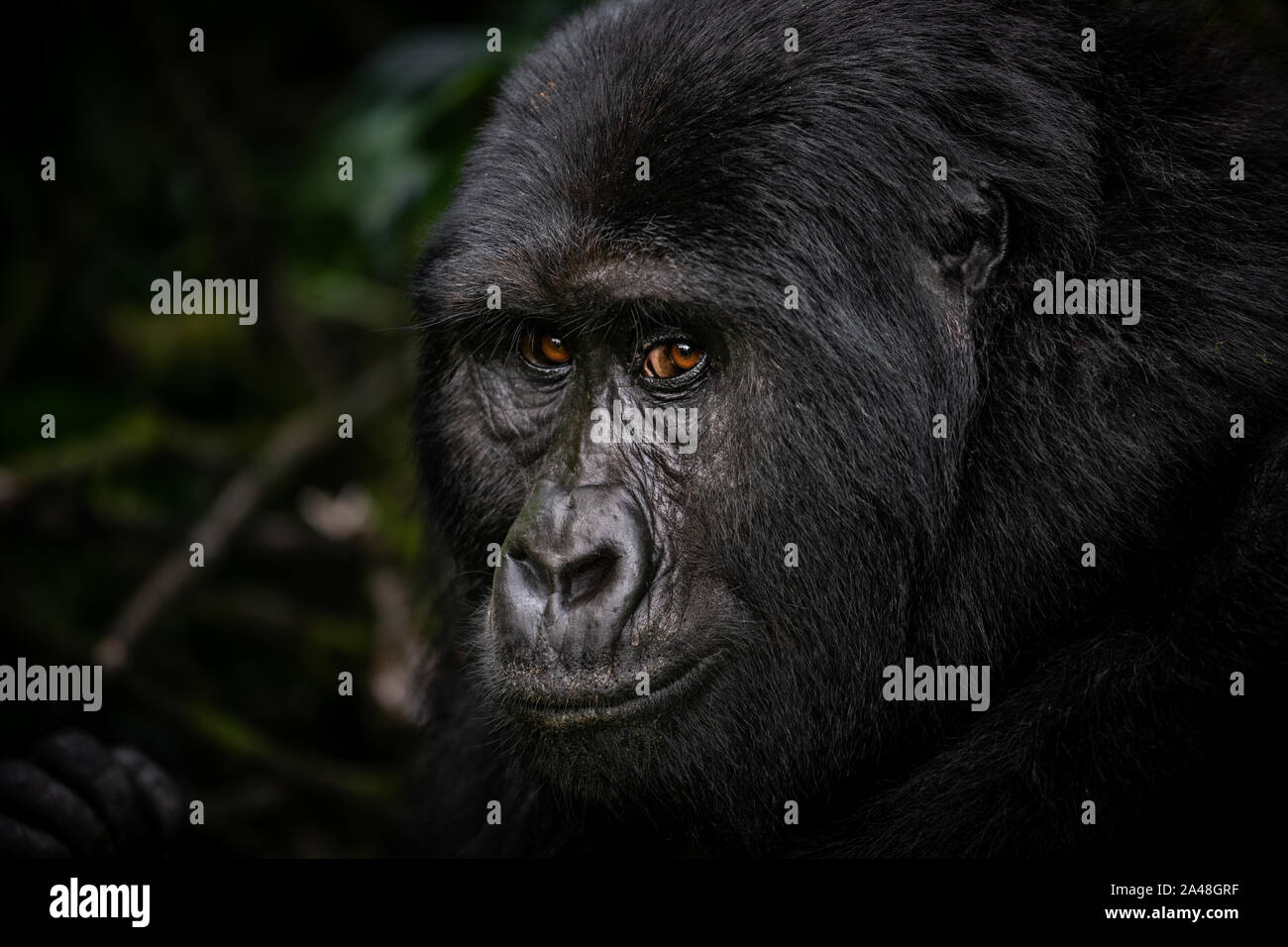 Gorilla trek hi-res stock photography and images - Alamy