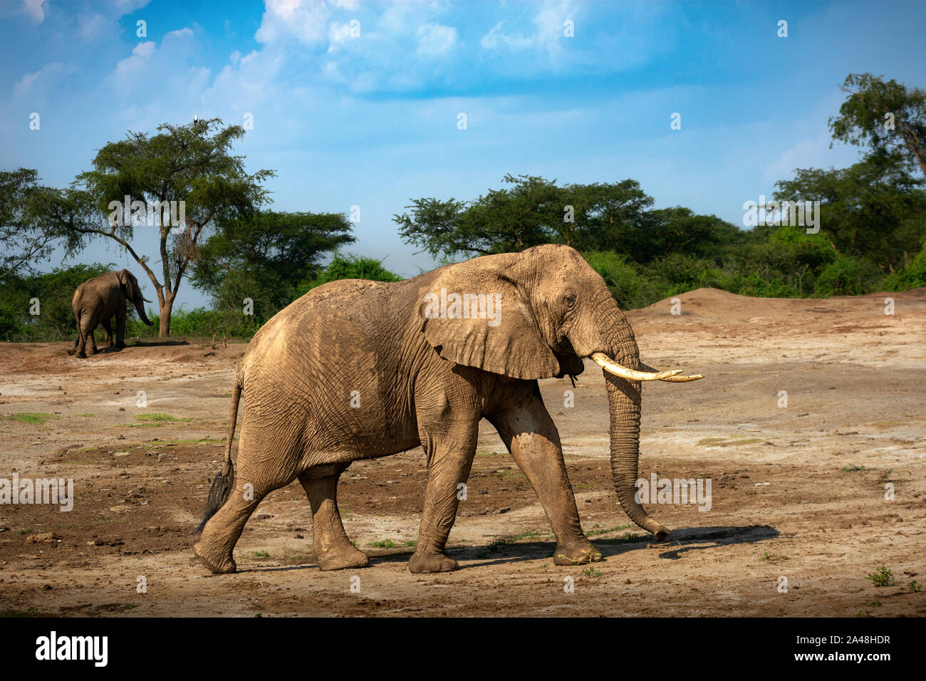 Amazing elephant hi-res stock photography and images - Alamy