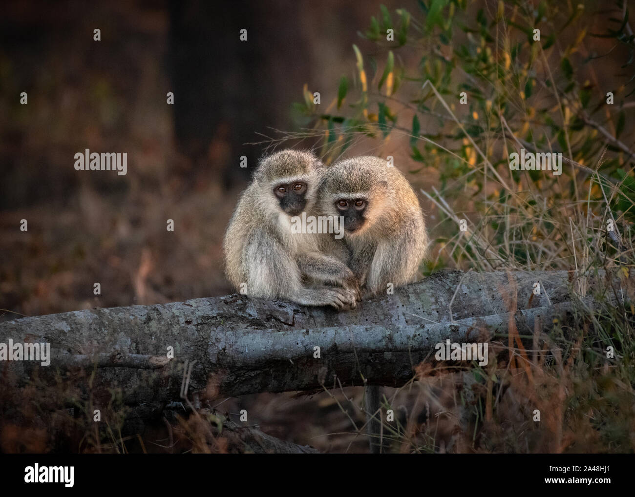 Vervet monkeys in South Africa Stock Photo - Alamy