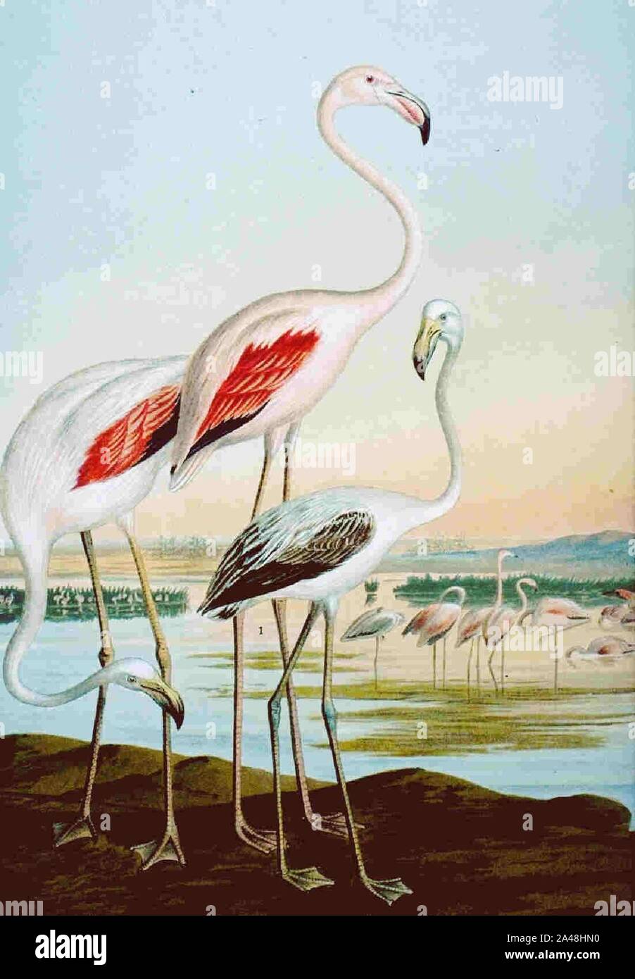 Vintage flamingos hi-res stock photography and images - Alamy
