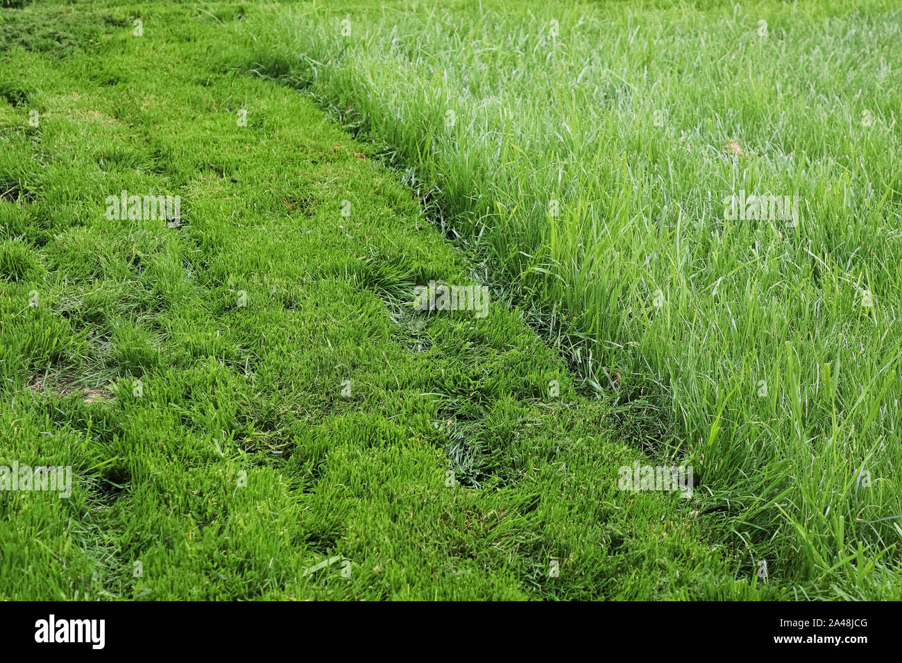 A strip of mowed lawn against tall grass Stock Photo - Alamy