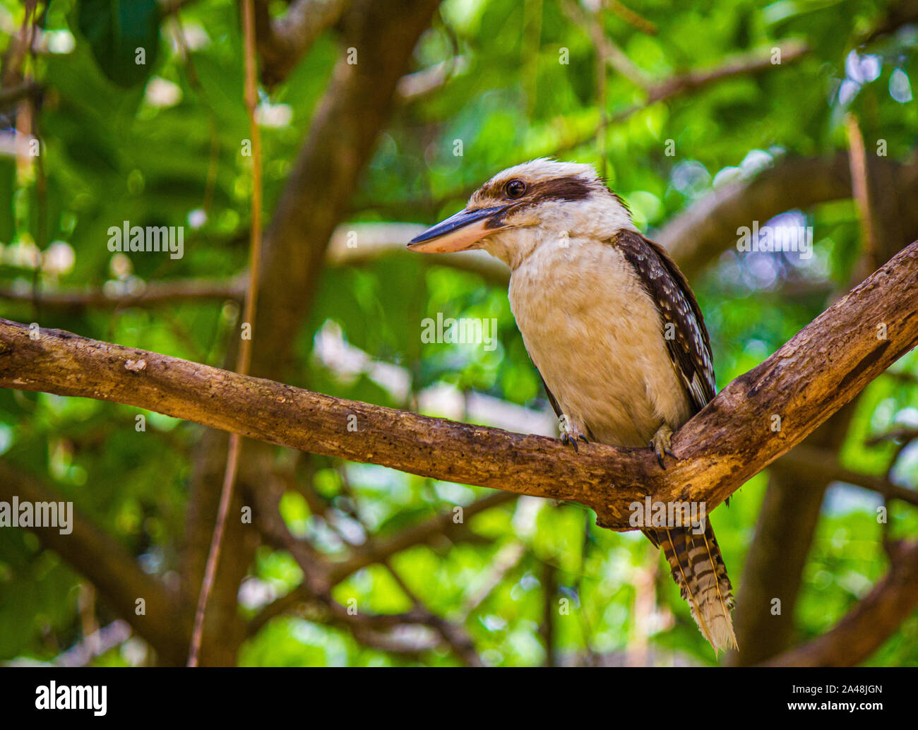 Kingfisher subspecies hi-res stock photography and images - Alamy