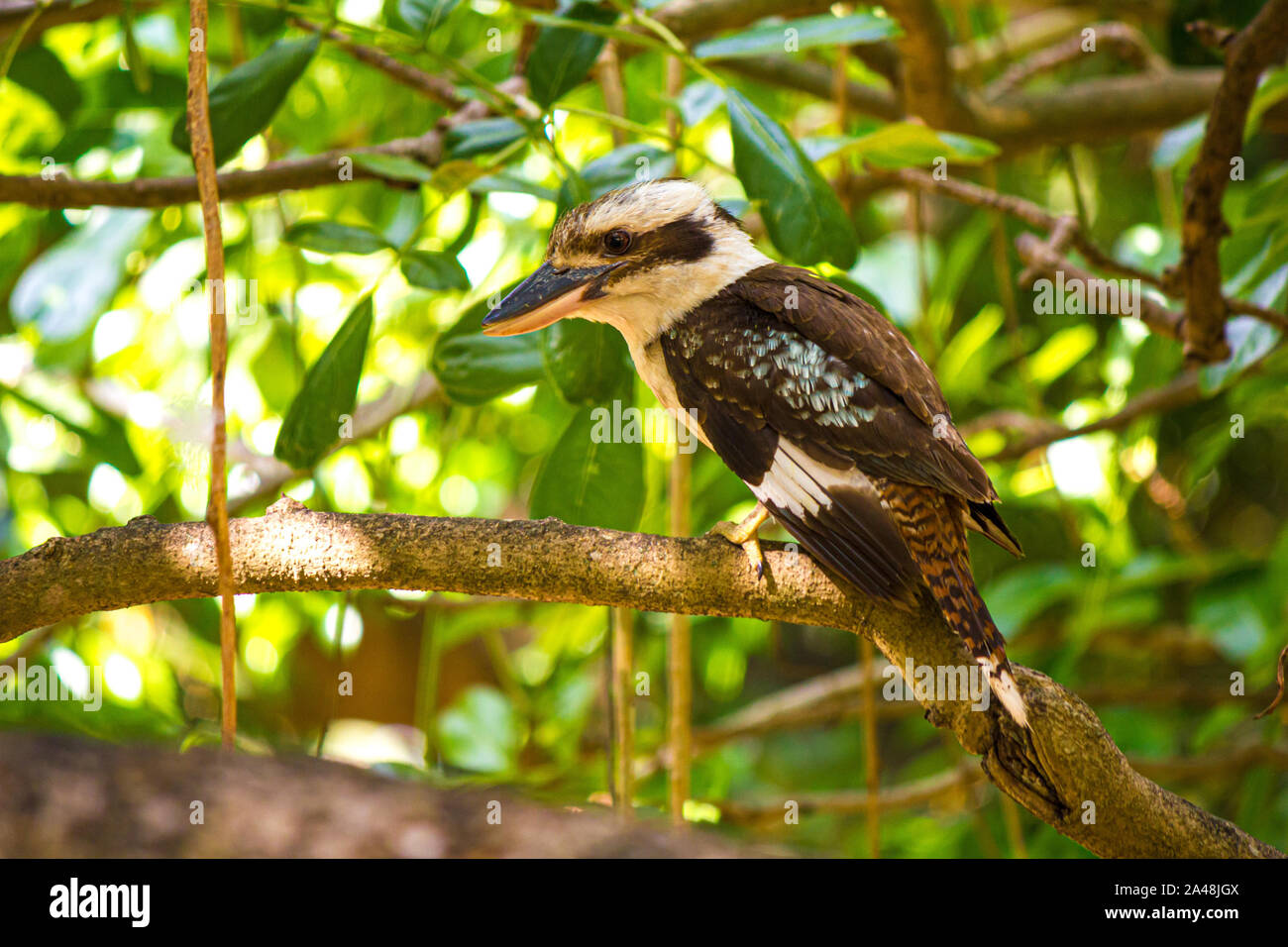 Australian native kingfisher hi-res stock photography and images - Alamy