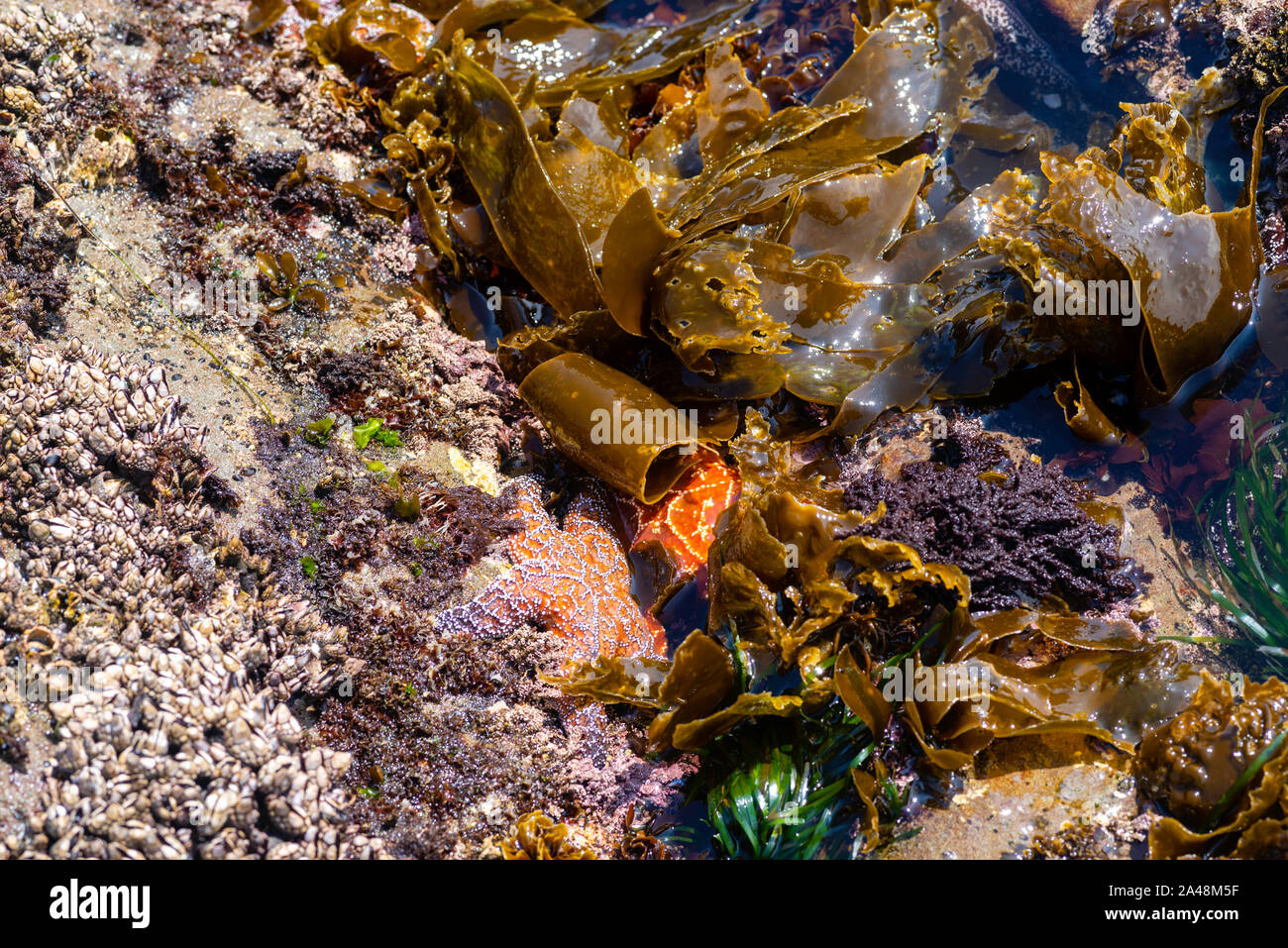 Tidal pool at Second Beach, Olympic National Park, Washington, USA ...