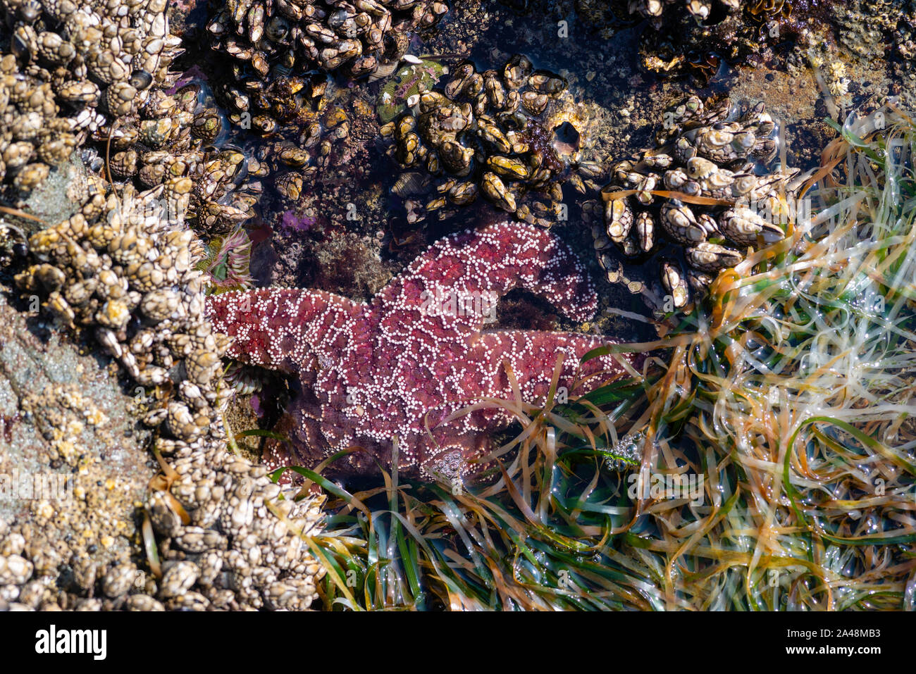 Tidal pool at Second Beach, Olympic National Park, Washington, USA ...
