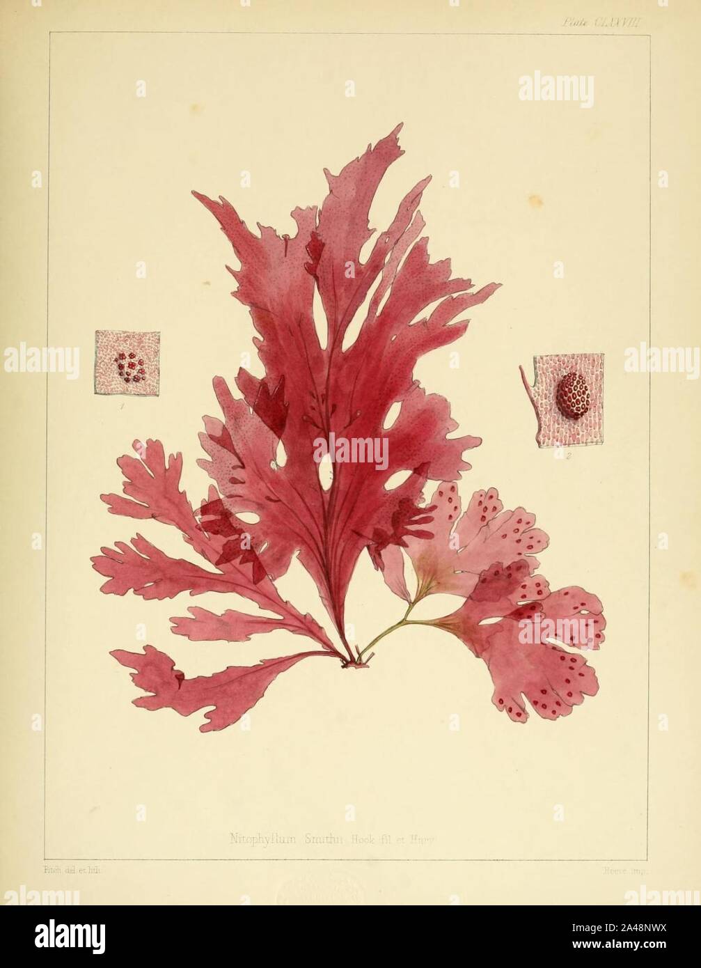 Flora Antarctica Nitophyllum smithi Stock Photo - Alamy