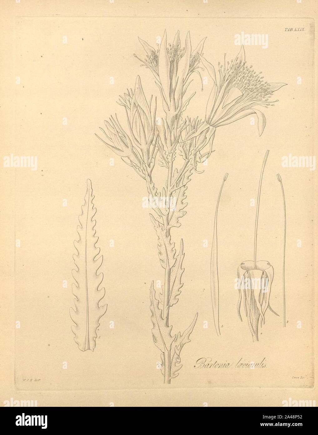 Flora boreali-americana, or, the botany of the northern parts of ...