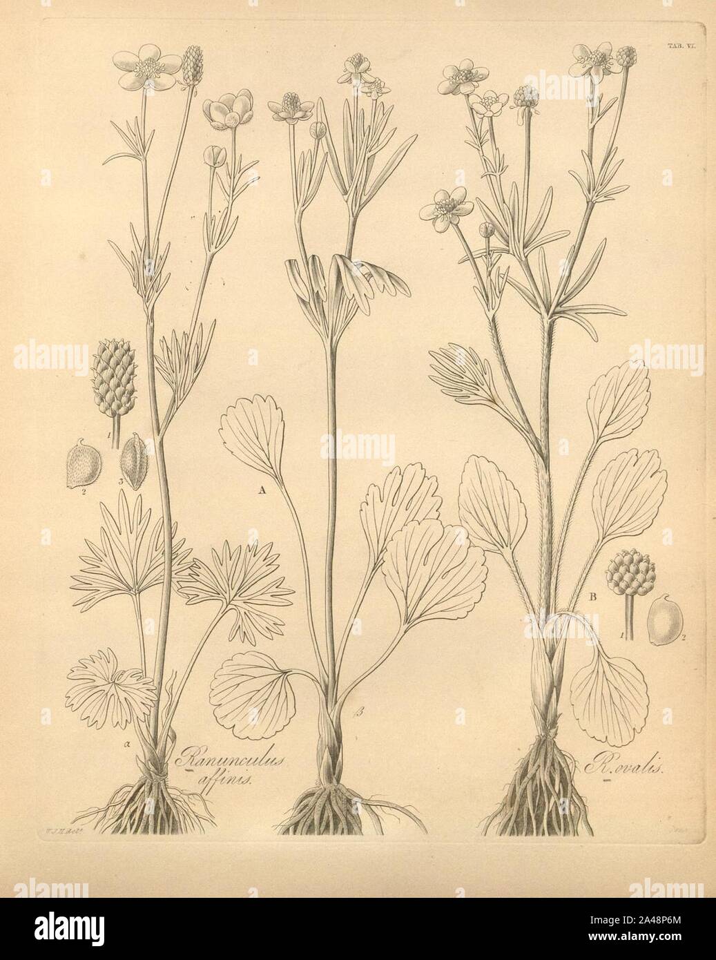 Flora boreali-americana, or, the botany of the northern parts of ...