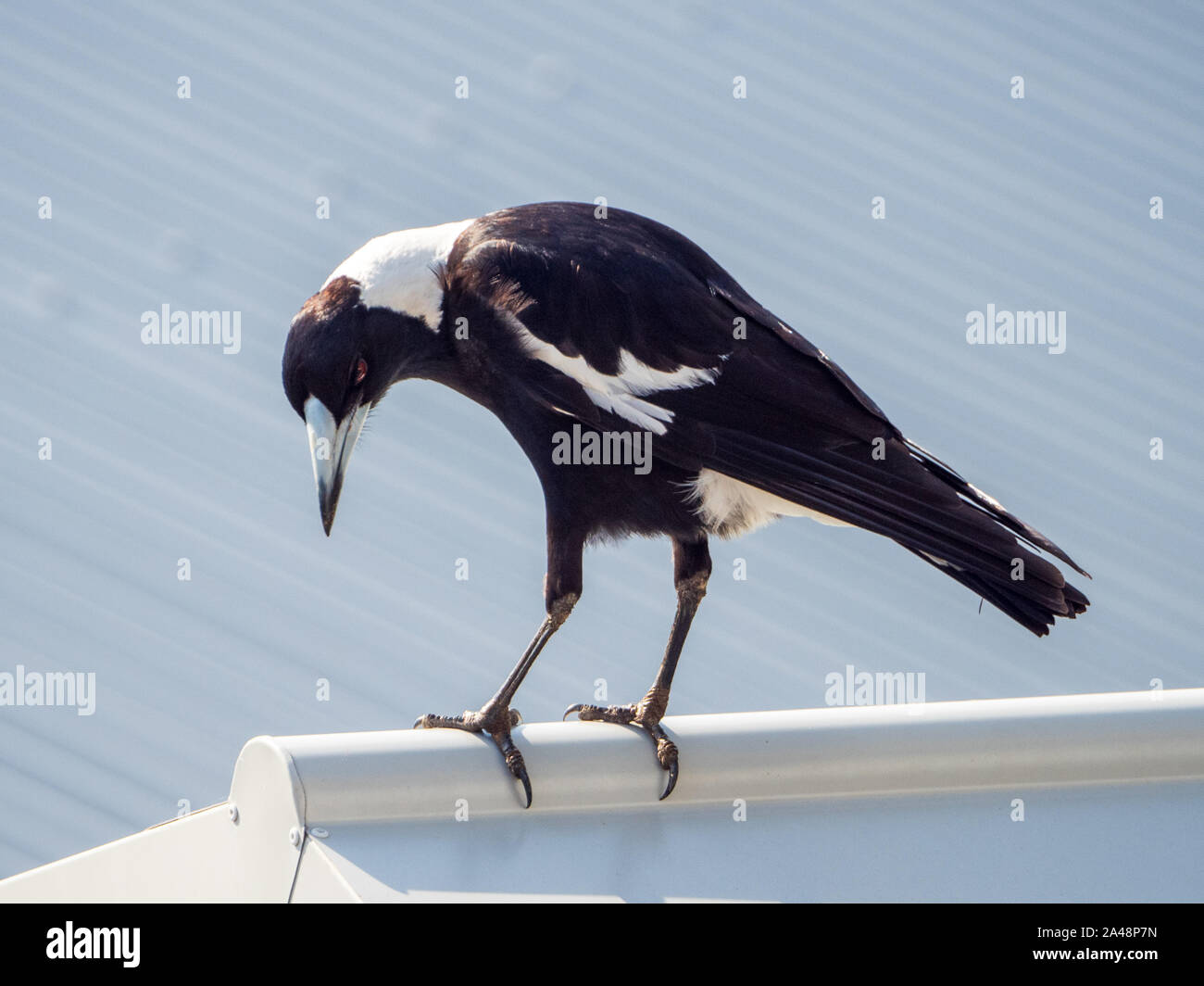 Magpie on the tin roof looking down, feet gripping the gutter Stock ...