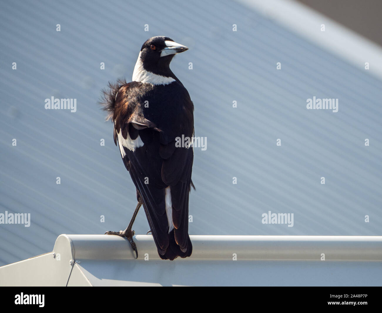 Magpie on a tin roof looking behind, the sun lighting up its wind ...