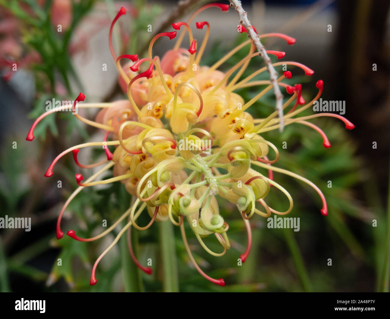 Yellow Australian Flower High Resolution Stock Photography and Images ...