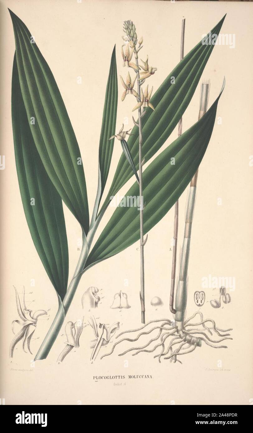Flora Javae et insularum adjacentium (Orchid 15 Stock Photo - Alamy