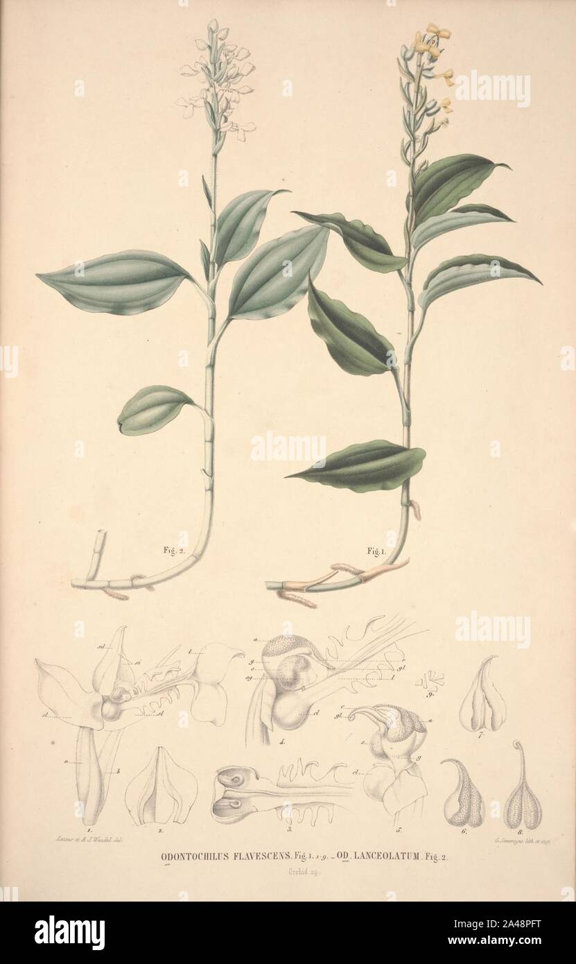 Flora Javae et insularum adjacentium (Orchid 31 Stock Photo - Alamy