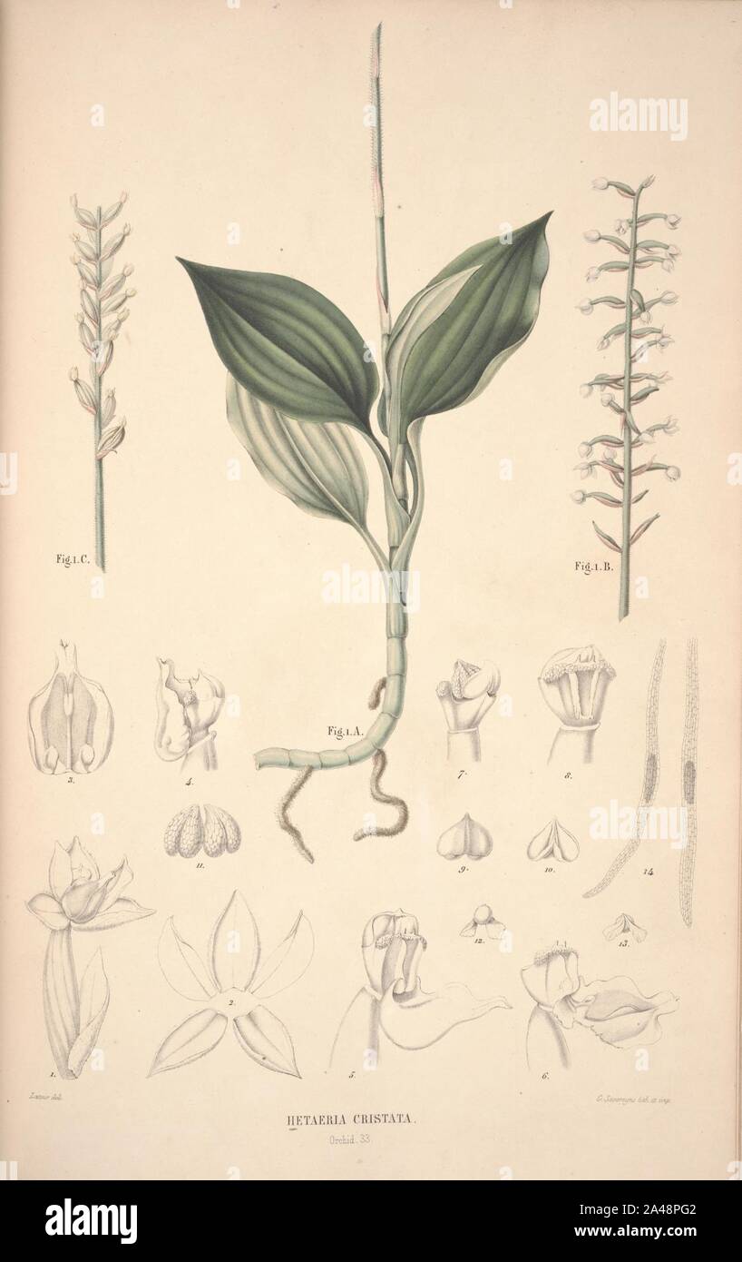 Flora Javae et insularum adjacentium (Orchid 35 Stock Photo - Alamy