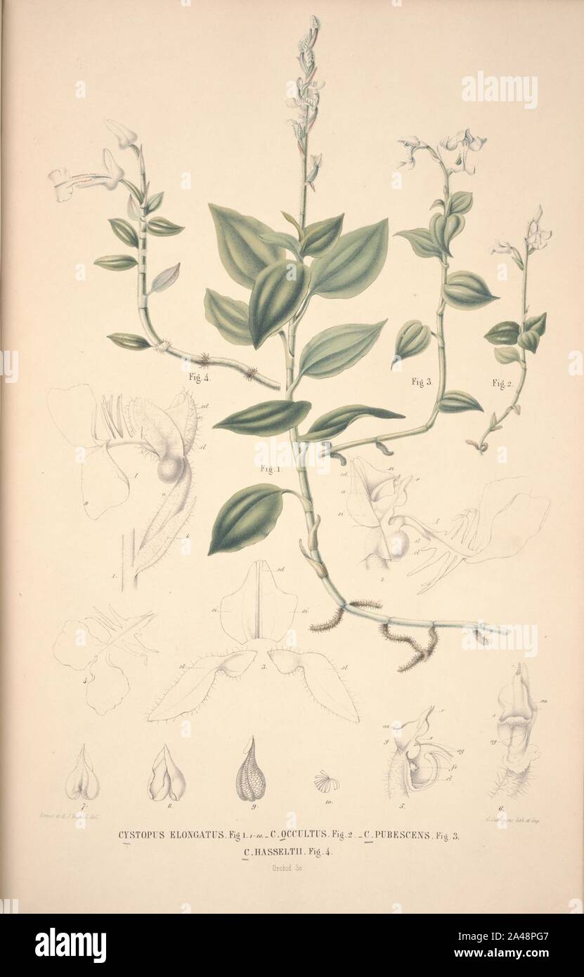 Flora Javae et insularum adjacentium (Orchid 32 Stock Photo - Alamy