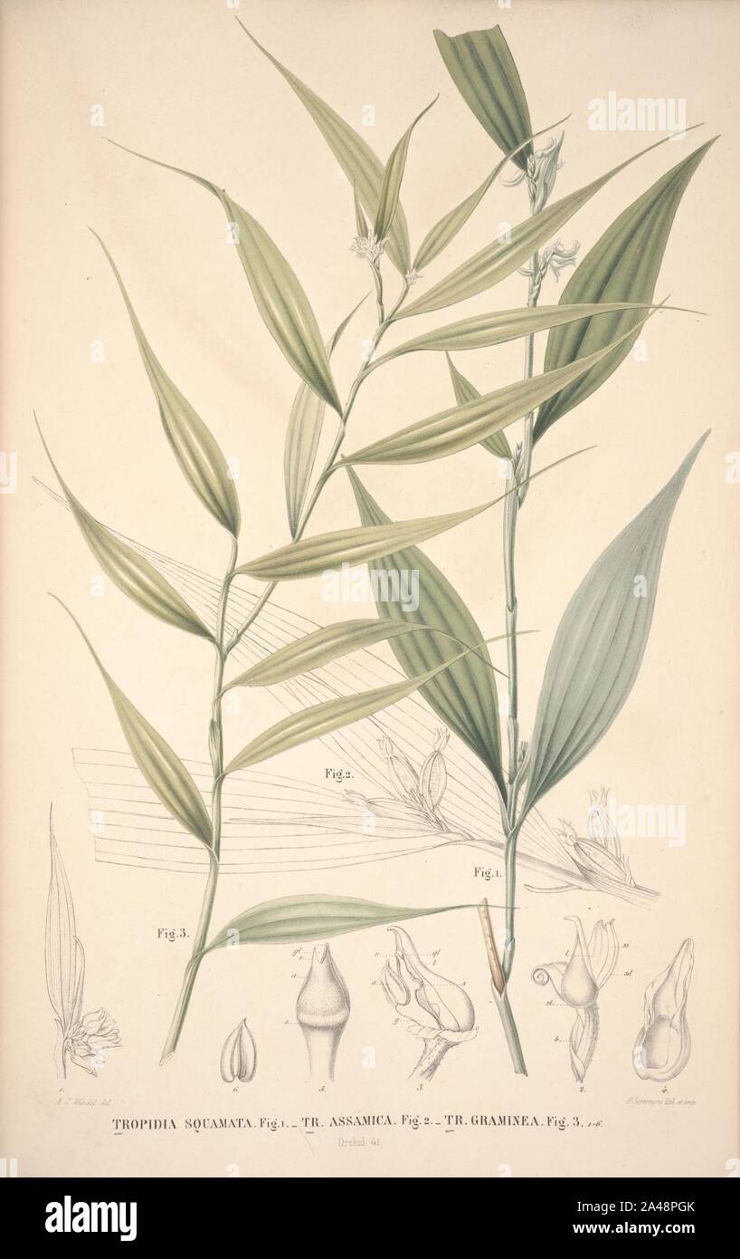 Flora Javae et insularum adjacentium (Orchid 43 Stock Photo - Alamy