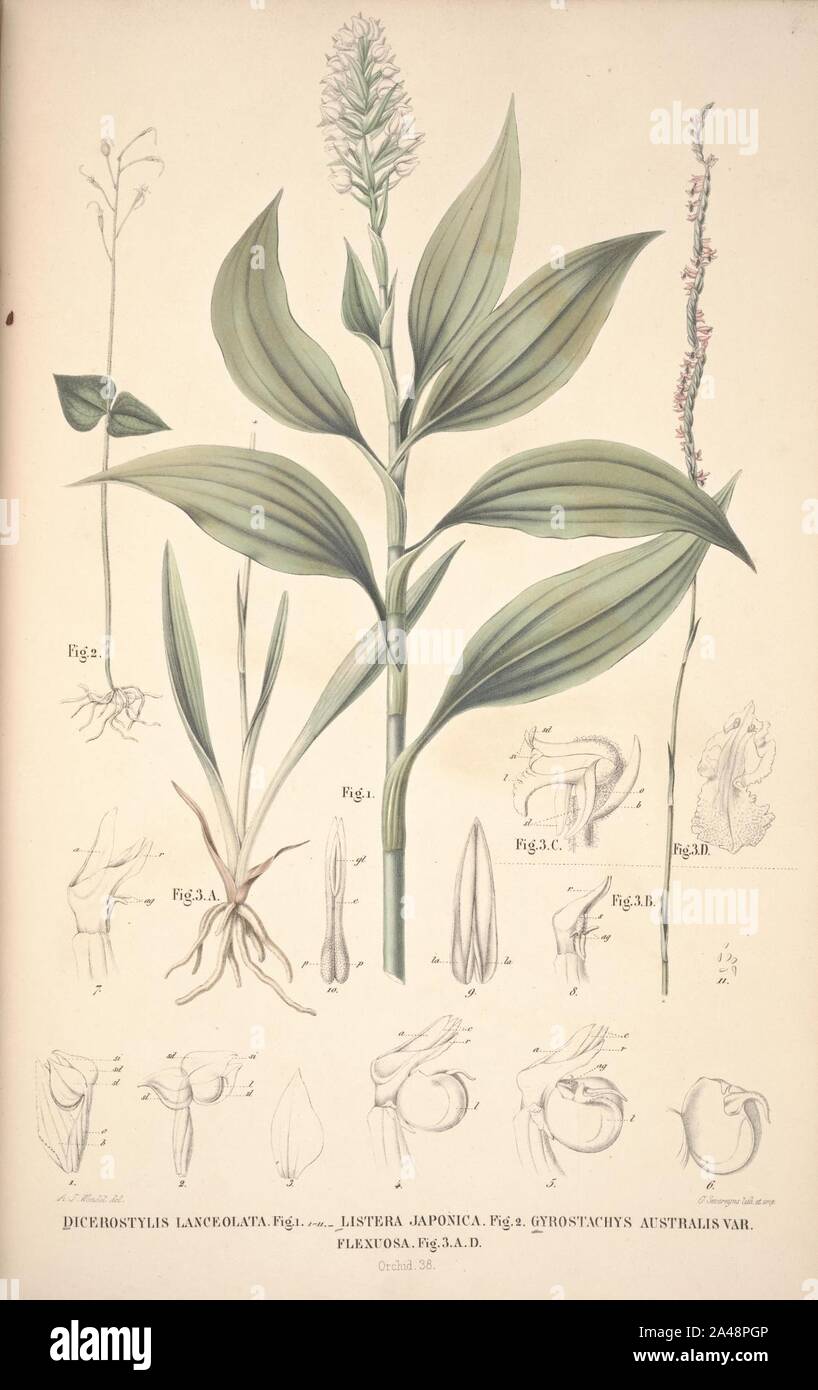 Flora Javae et insularum adjacentium (Orchid 40 Stock Photo - Alamy