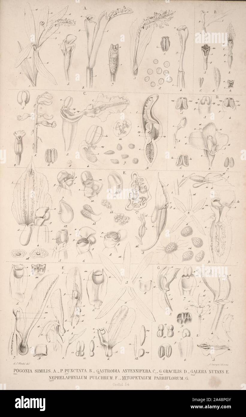 Flora Javae et insularum adjacentium (Orchid 56 Stock Photo - Alamy