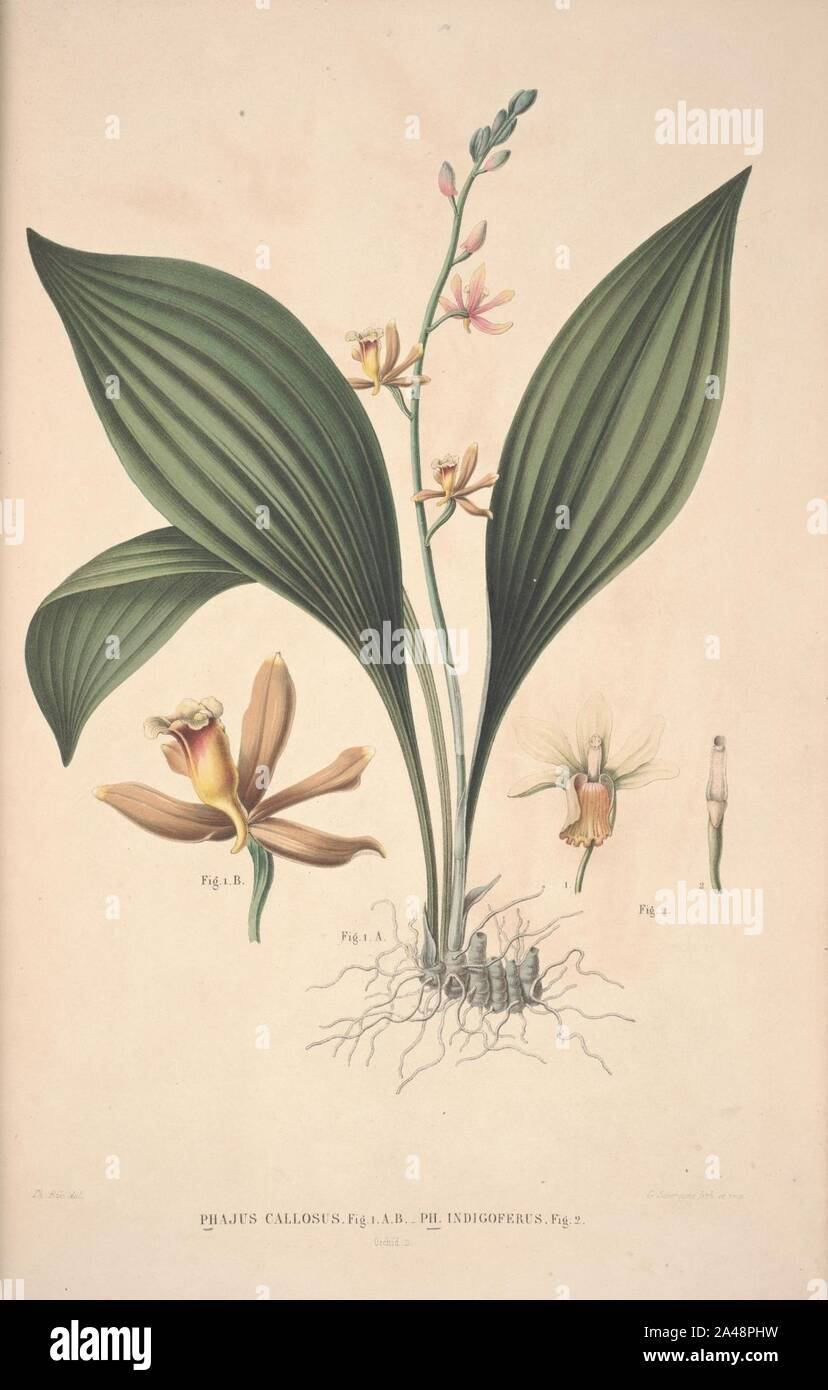 Flora Javae et insularum adjacentium Stock Photo - Alamy