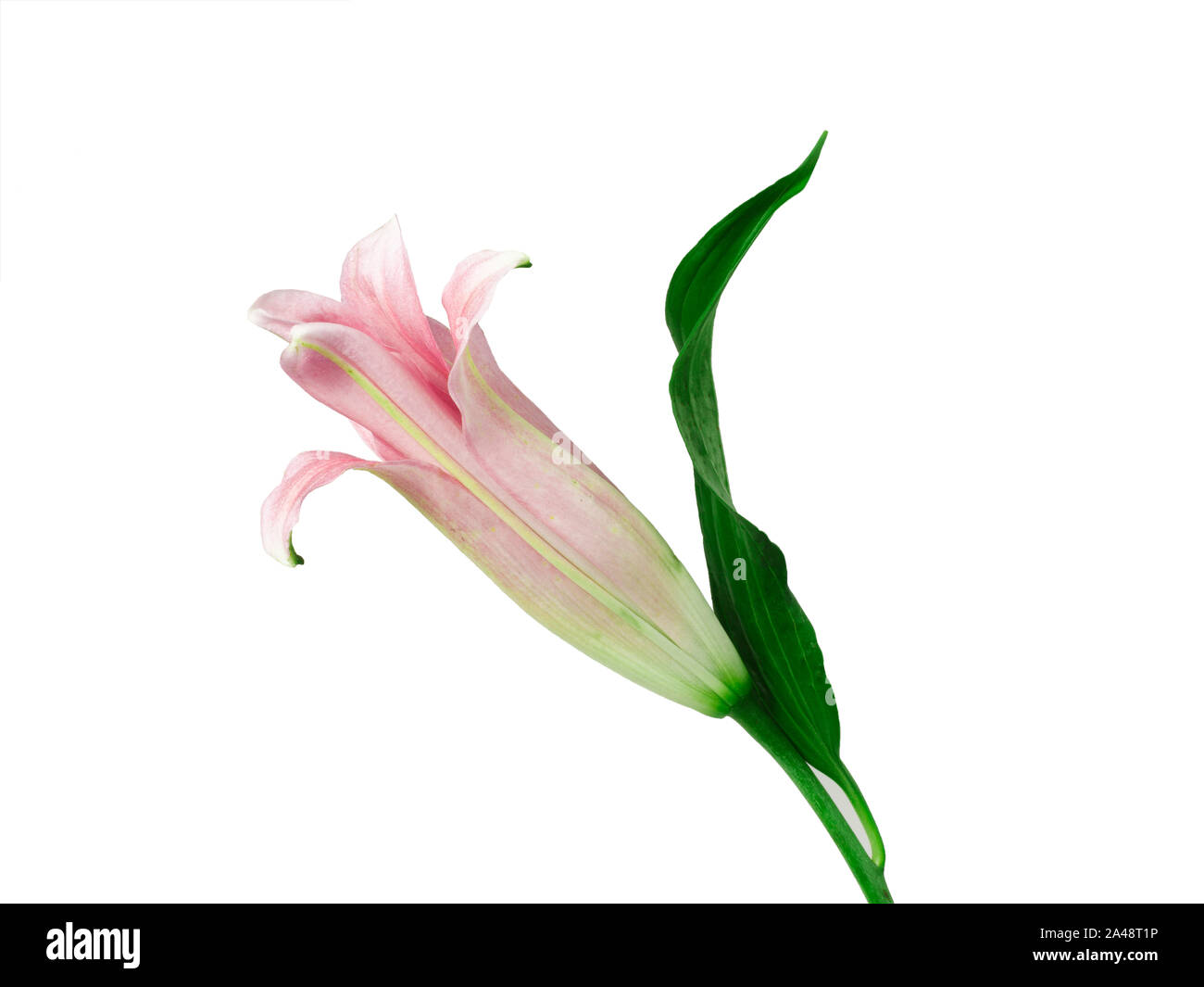 Closed lily Cut Out Stock Images & Pictures - Alamy