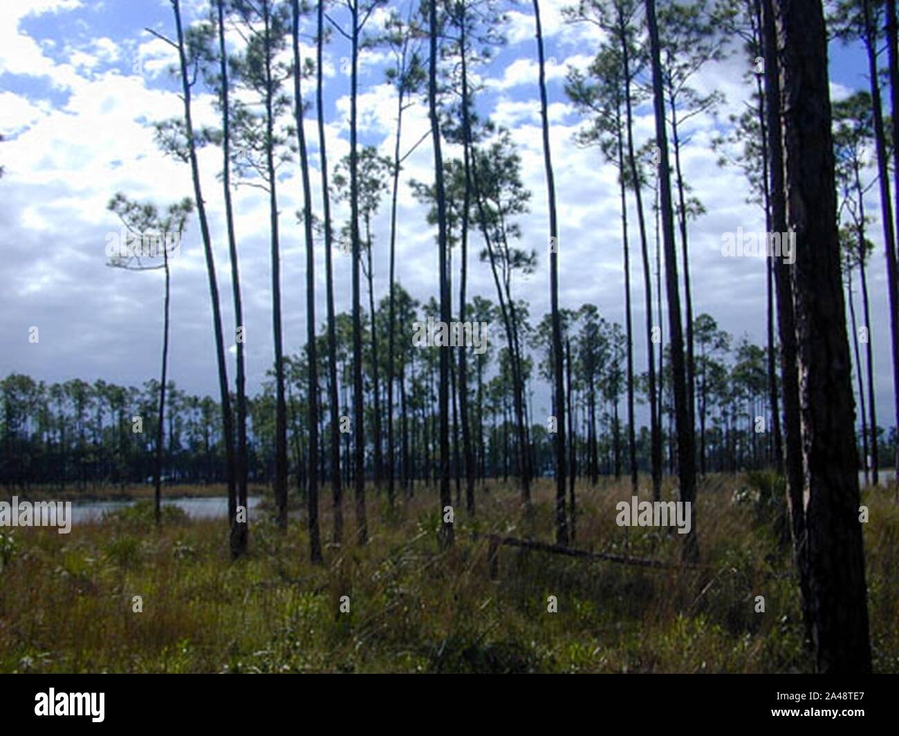 Florida pinelands usgov image Stock Photo - Alamy