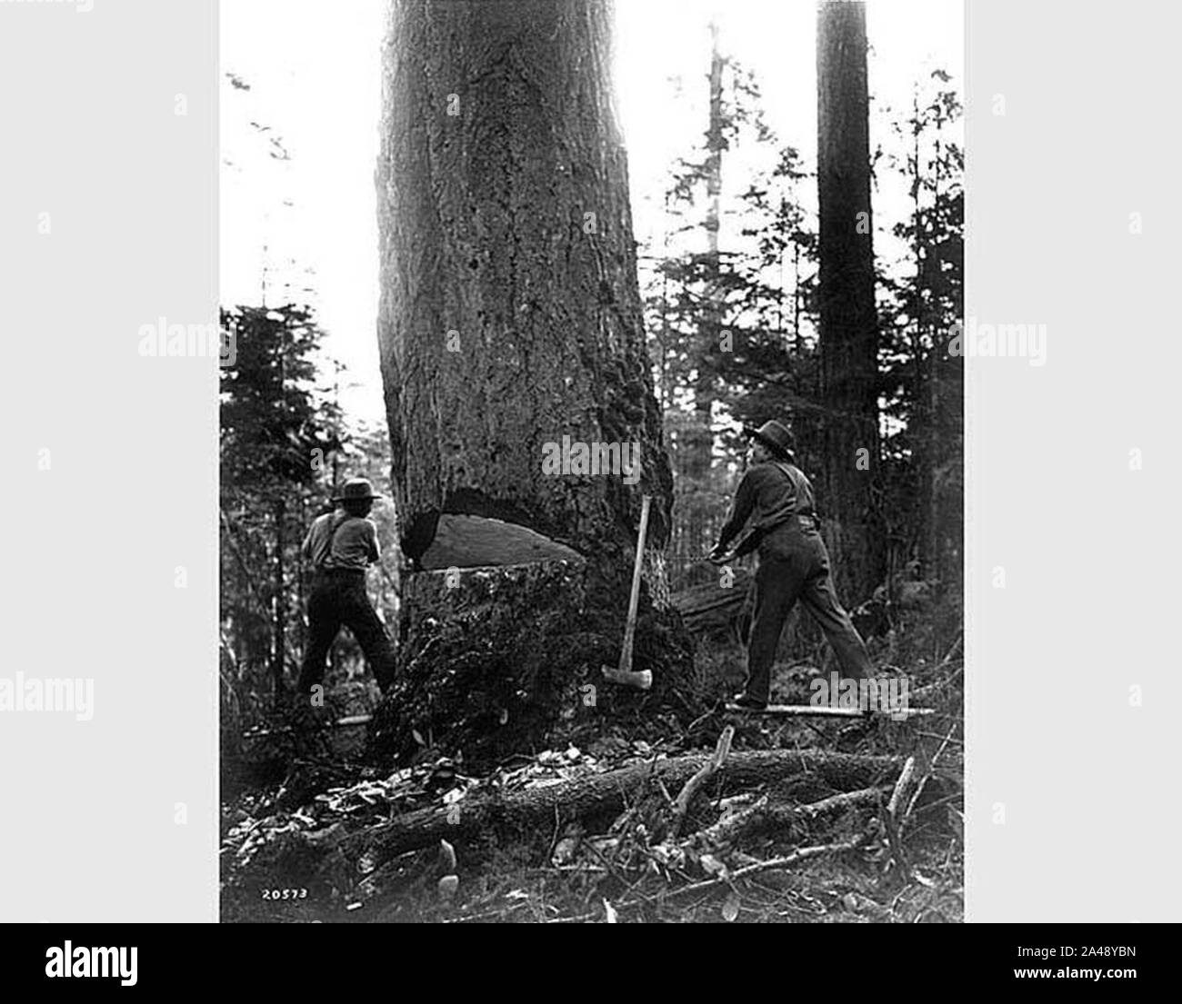 Felling axe hi-res stock photography and images - Alamy