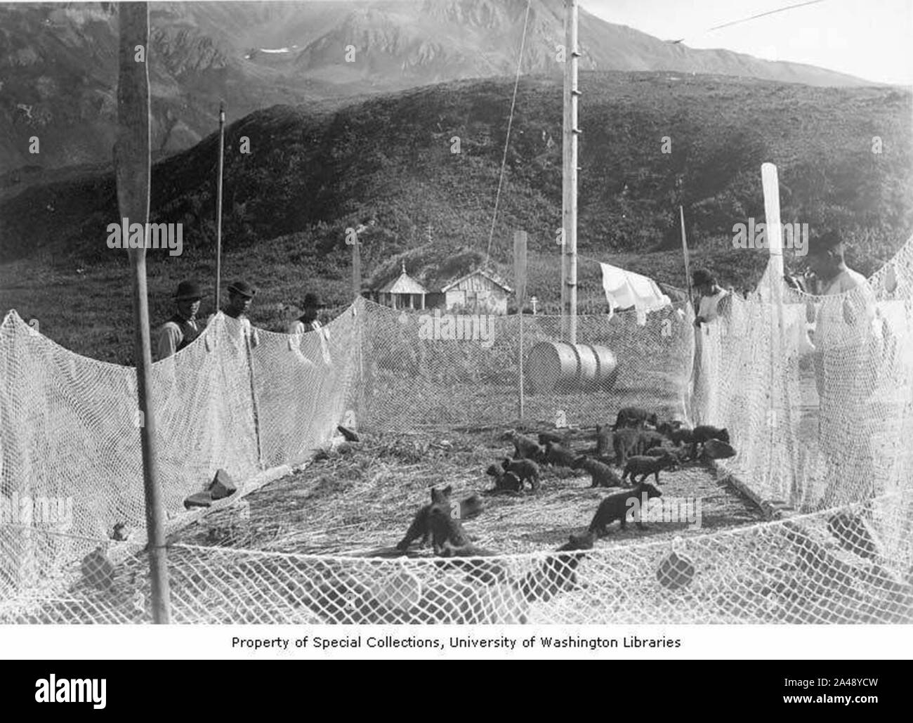 Fenced pen of Arctic Red Fox Kodiak ca 1898 (CURTIS 1831 Stock Photo ...