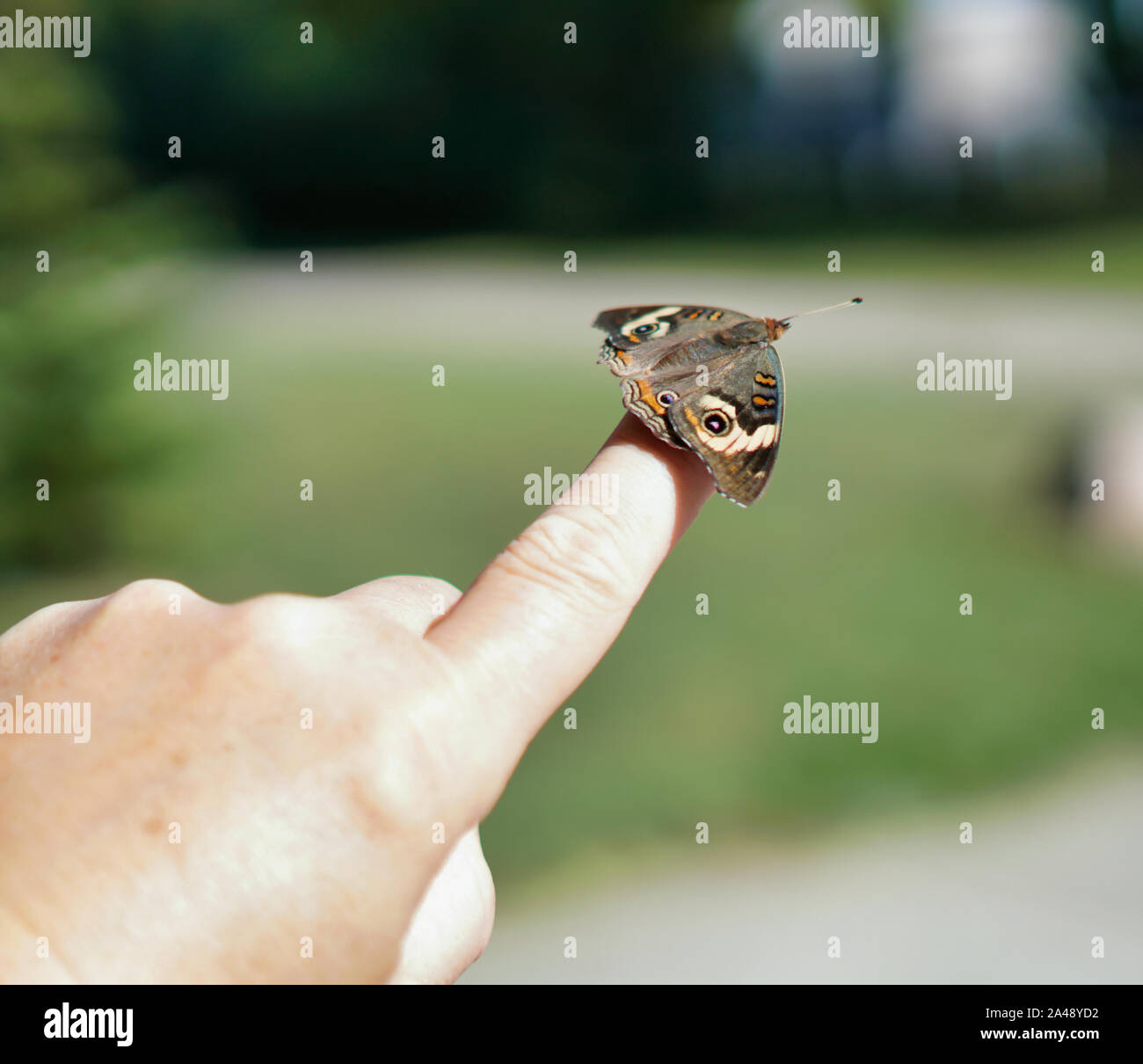 butterfly on a finger Stock Photo - Alamy