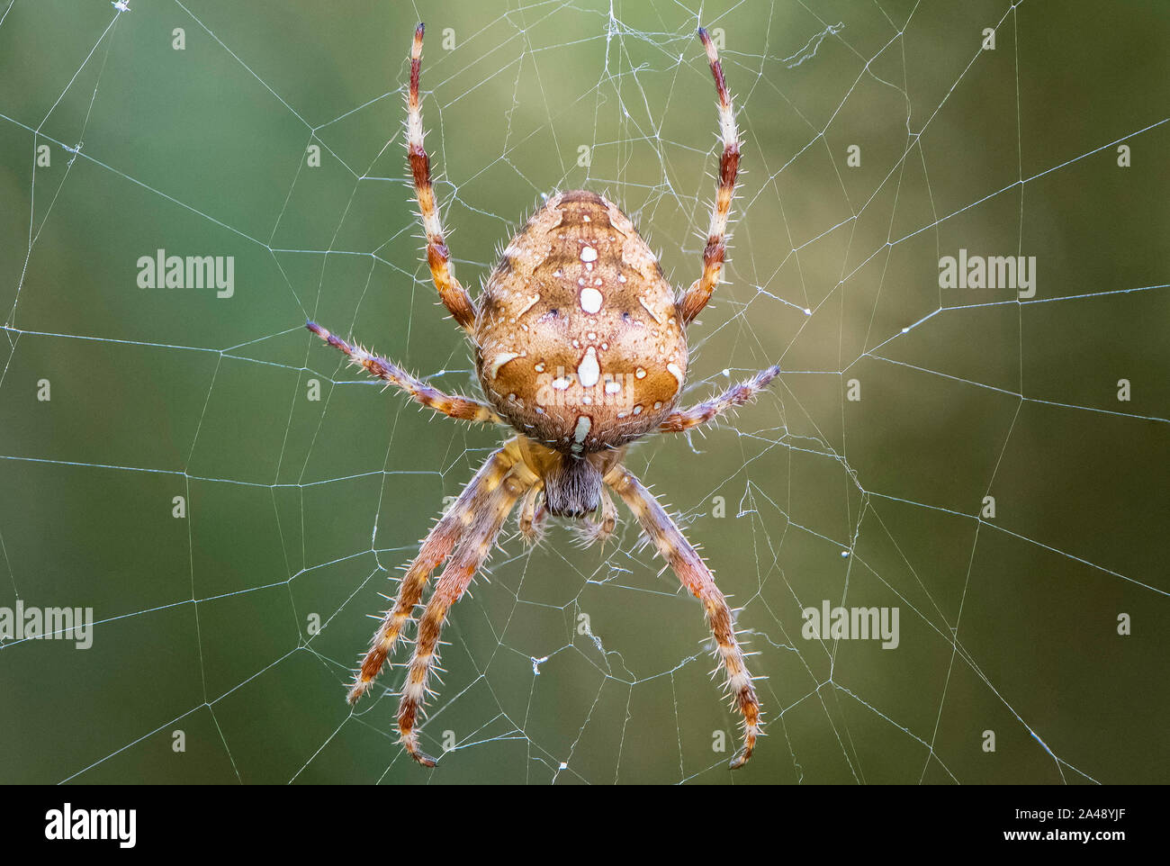 European garden spider (Araneus diadematus Stock Photo - Alamy