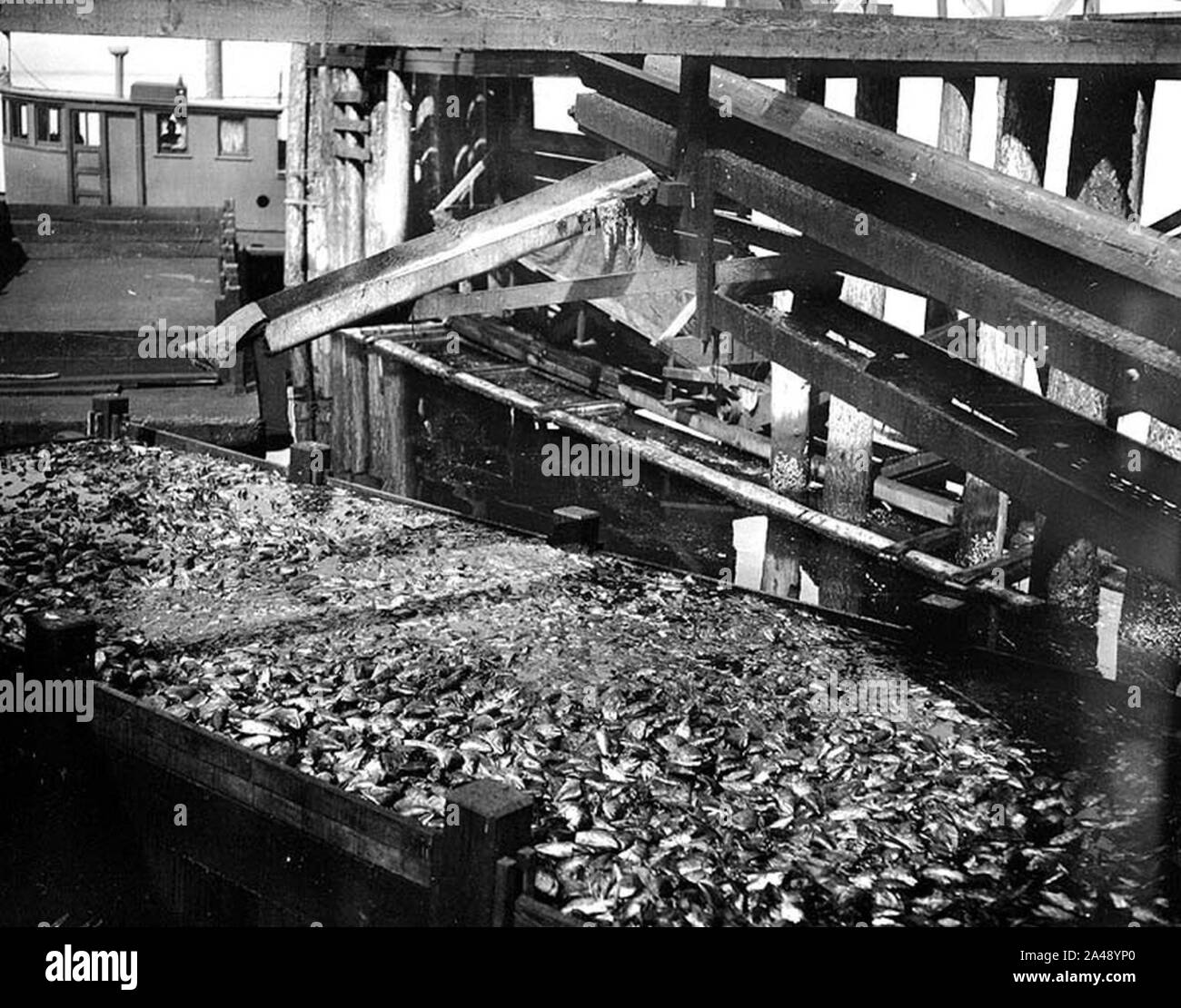 Fish offal being dumped into scow from cannery, Anacortes, Washington ...