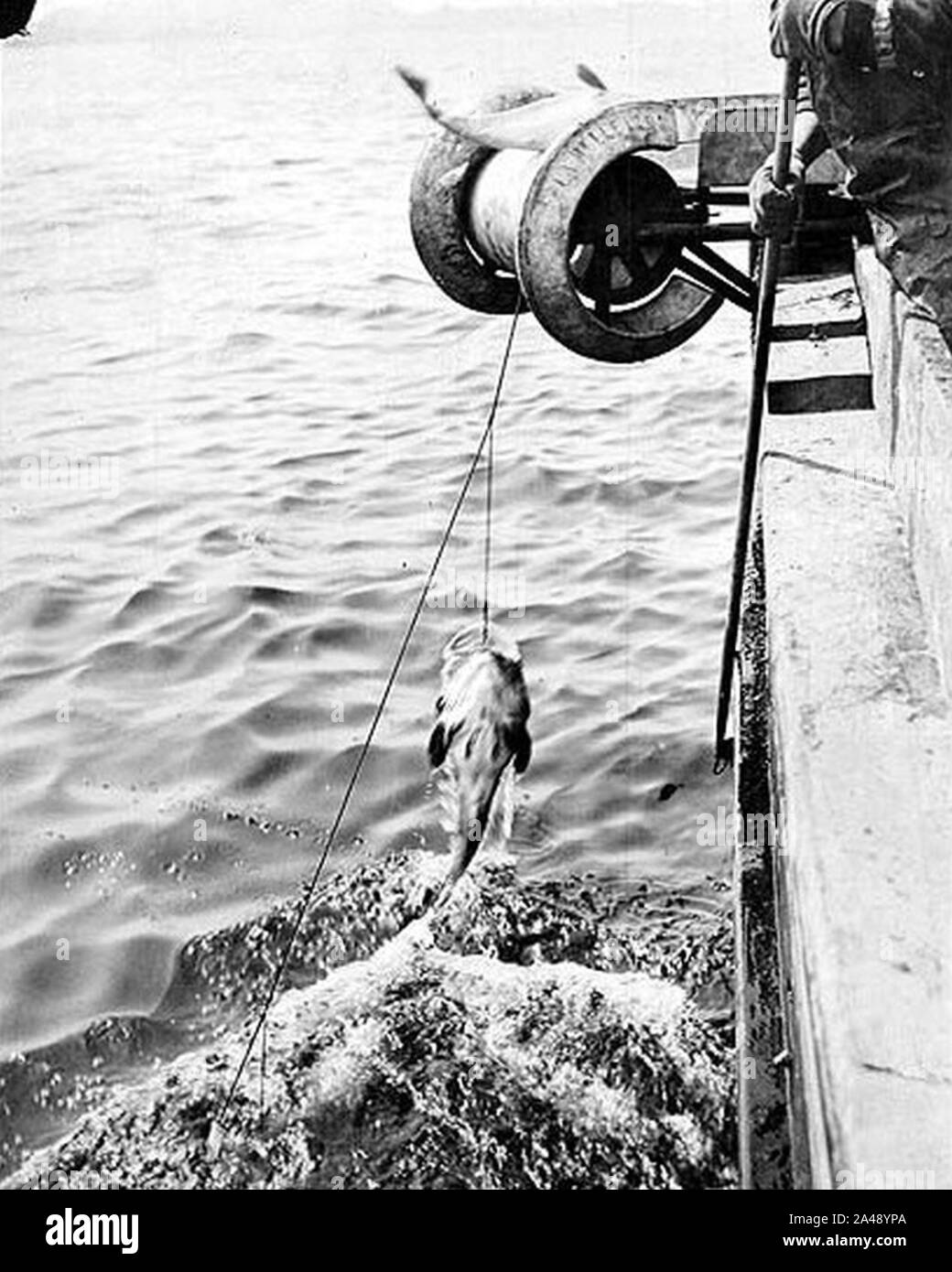 Fisherman hauling a cod trawl line by means of a net lifter aboard the ...