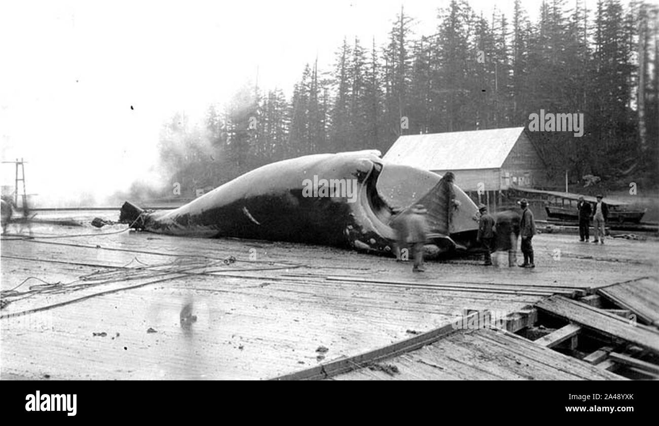 Flensing hi-res stock photography and images - Alamy