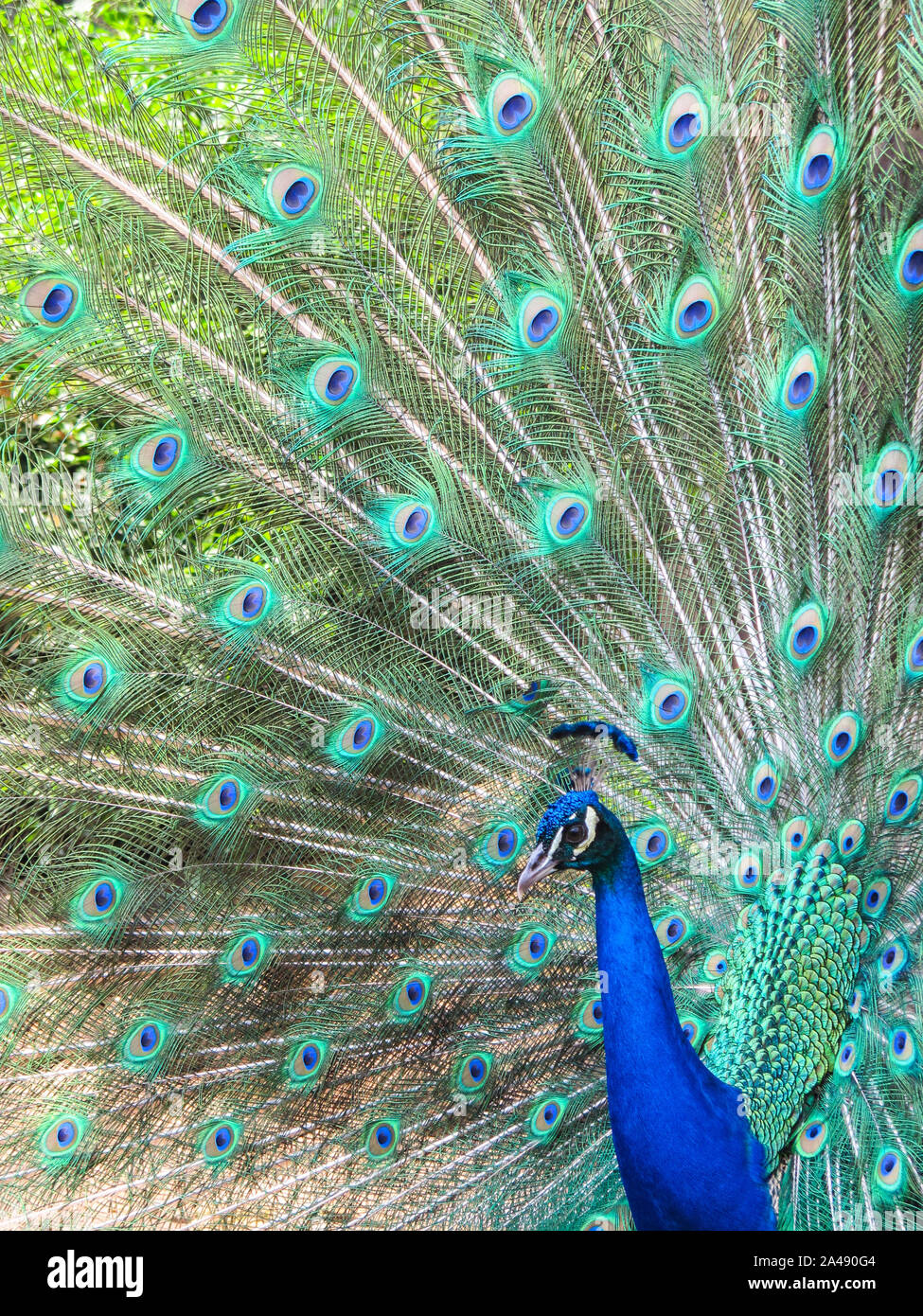 Magnificent feathers hi-res stock photography and images - Alamy