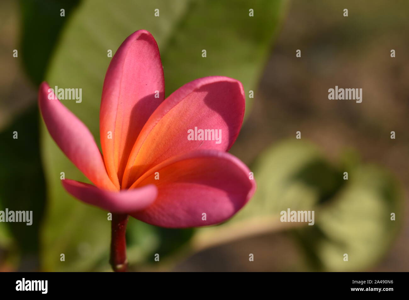 Flower associated with deities hi-res stock photography and images - Alamy