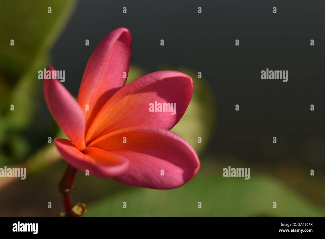 Red Plumeria Plumeria Rubra High Resolution Stock Photography and ...