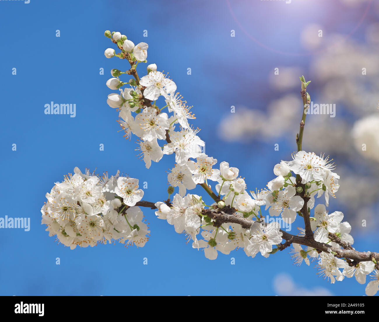 Spring flower on tree. Element of design Stock Photo - Alamy
