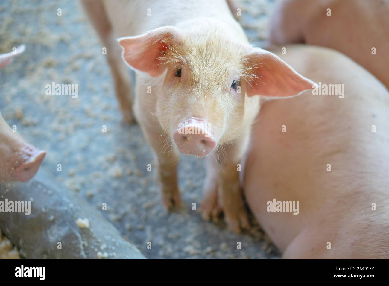 Group of pig that looks healthy in local ASEAN pig farm at livestock ...