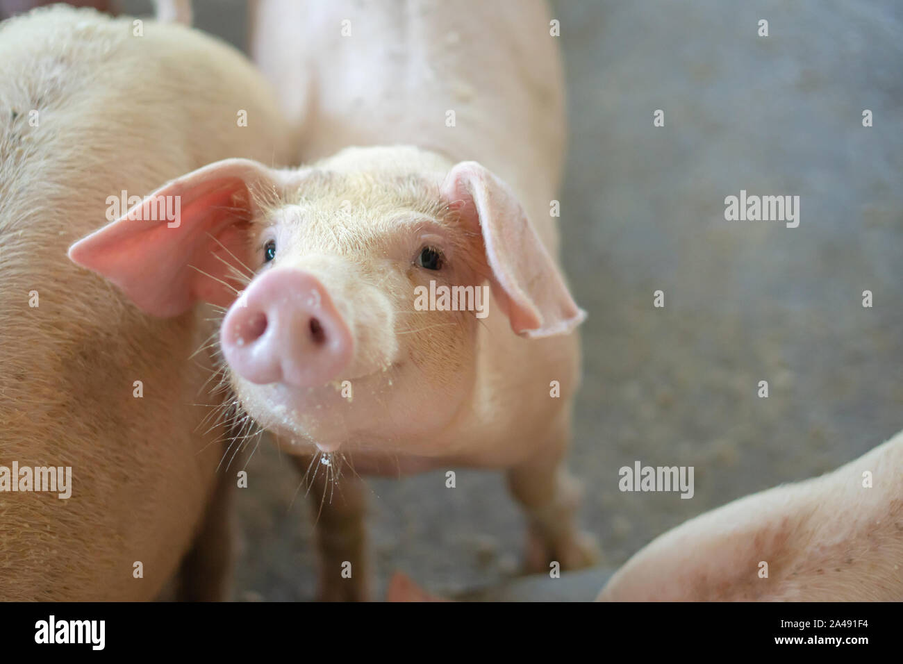 Group of pig that looks healthy in local ASEAN pig farm at livestock ...