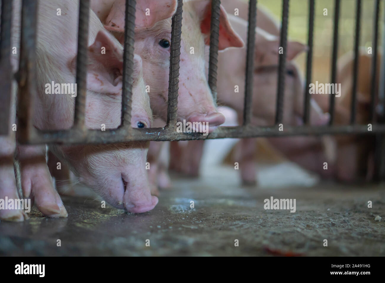 Group of pig that looks healthy in local ASEAN swine farm at livestock ...