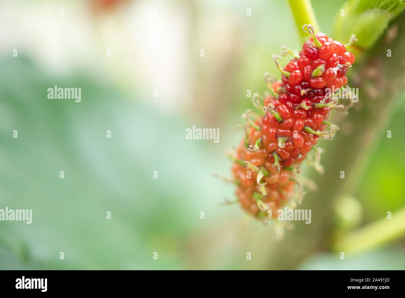 Mulberry fruit and green leaves on the tree. Mulberry this a fruit and ...