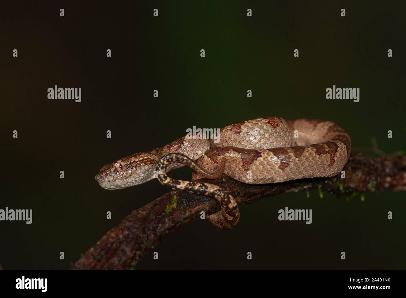 Malabar Pit Viper snake seen at Amboli,MAharashtra,India Stock Photo ...