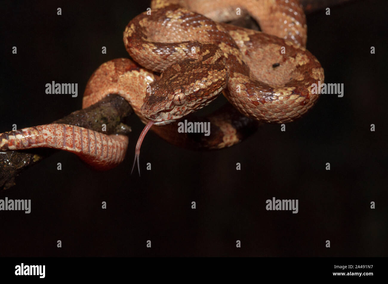 Malabar Pit Viper snake seen at Amboli,MAharashtra,India Stock Photo ...