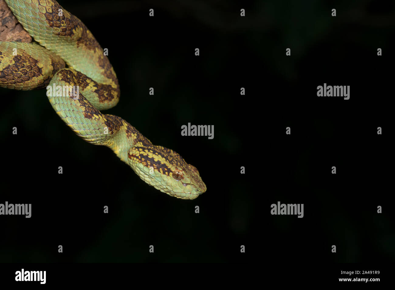 Malabar Pit Viper snake seen at Amboli,MAharashtra,India Stock Photo ...