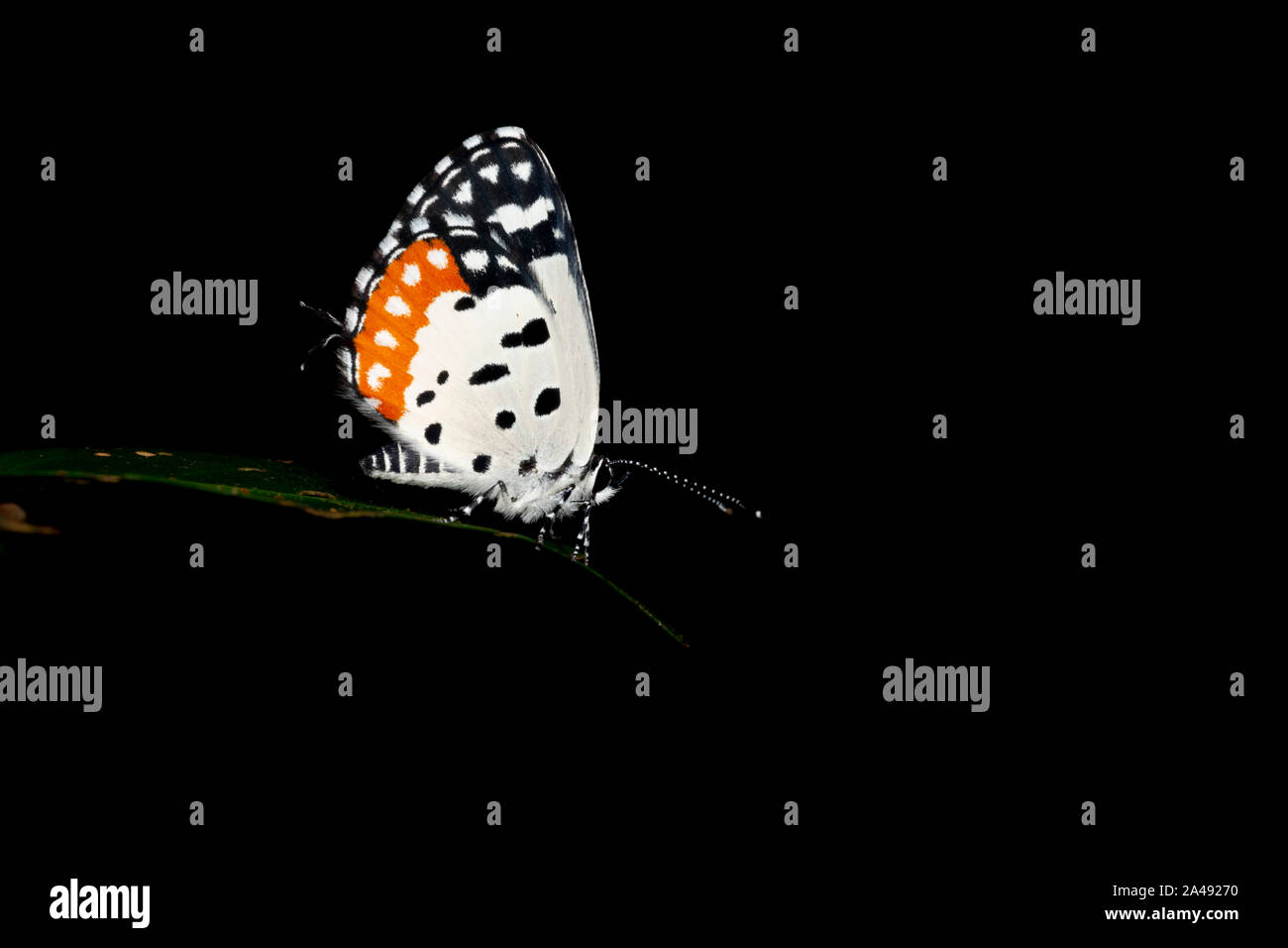 Red Pierrot Butterfly seen at Amboli,Maharashtra,India Stock Photo - Alamy