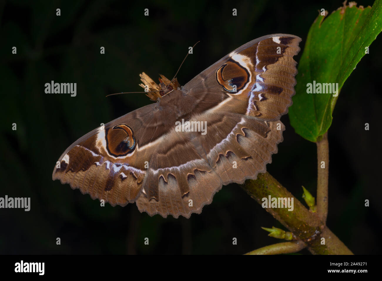 Owl Moth Species seen in Amboli,Maharashtra,India Stock Photo - Alamy