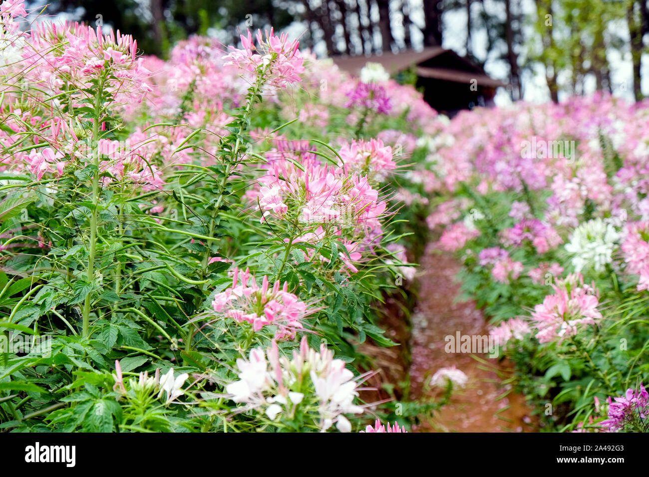 Pink and white beautiful Spider flower in the garden Stock Photo - Alamy