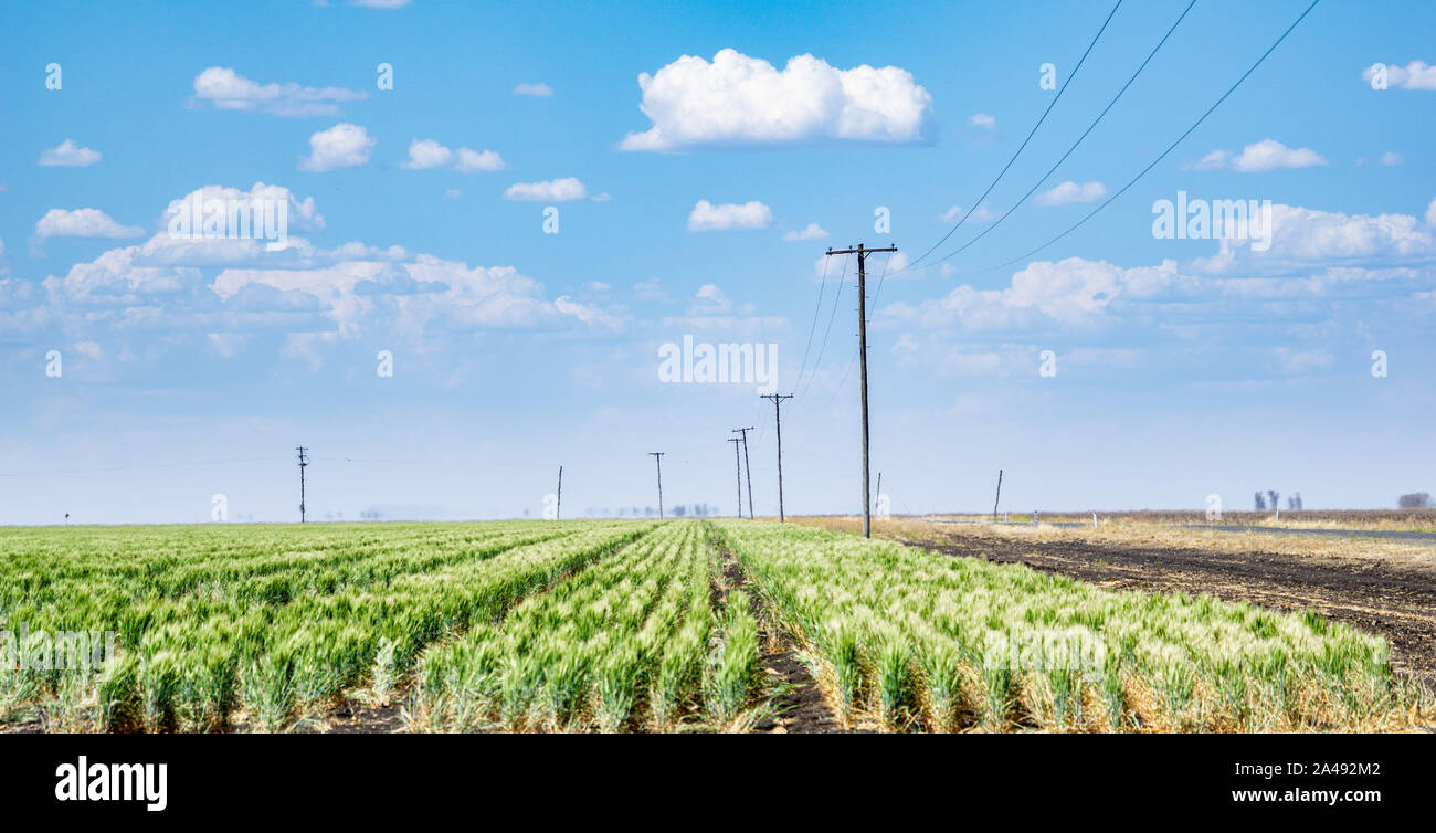 Barley fields hi-res stock photography and images - Alamy